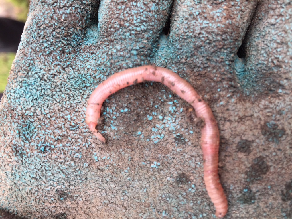 Earth Worm ejecting something! | PARKVIEW NEIGHBOURHOOD GARDEN